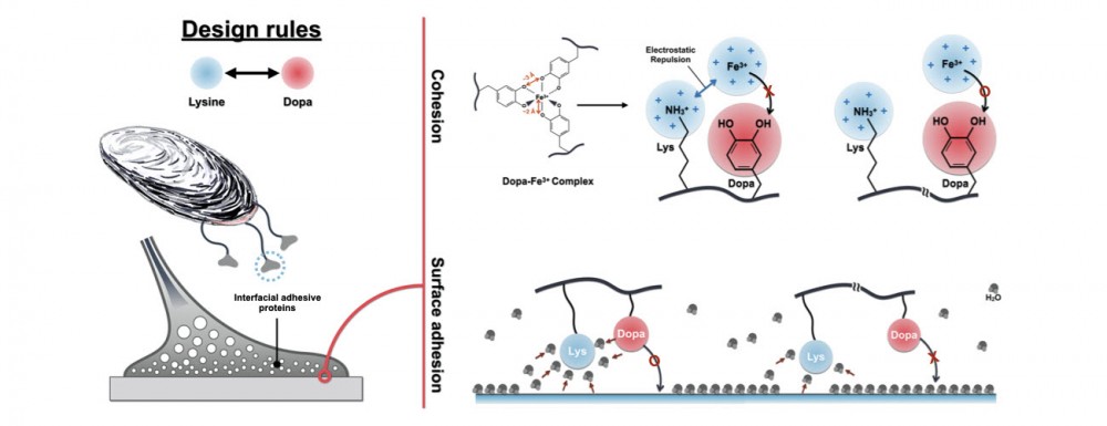 The position of lysine controls the catechol-mediated surface adhesion ...