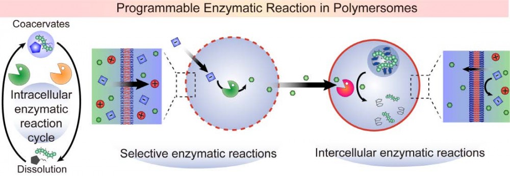 Programmable Enzymatic Reaction Network in Artificial Cell-Like ...